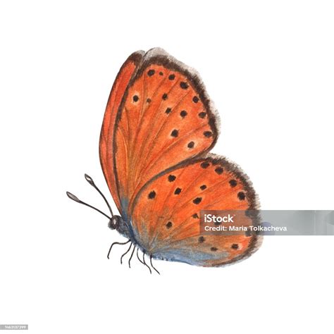 수채화 희소 한 구리 나비는 흰색 배경에 고립되어 있습니다 벽지 인쇄 섬유 보육원 스크랩북 청첩장 배너 디자인 엽서 의류에 적합합니다 검은테주홍부전나비에 대한 스톡 벡터
