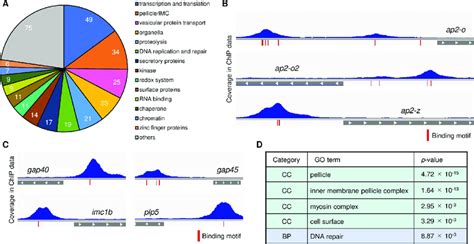 Target Analysis Of Ap2 Z Using Chip Seq Data A Classification Of The Download Scientific
