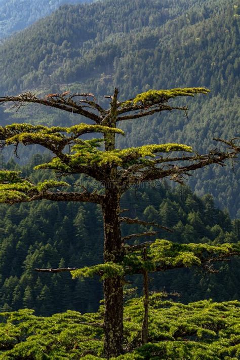 Lone Deodar Tree Cedrus Deodara Standing Tall On A Hilltop In Harsil