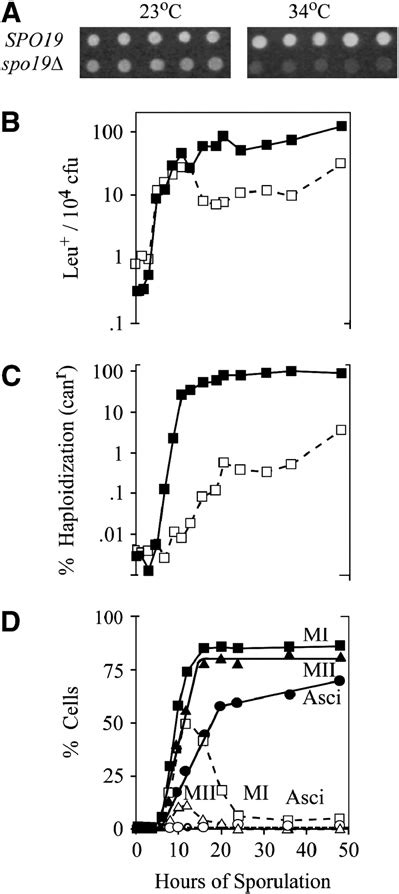 —analysis Of Meiotic Landmarks In Spo19 During Sporulation Isogenic