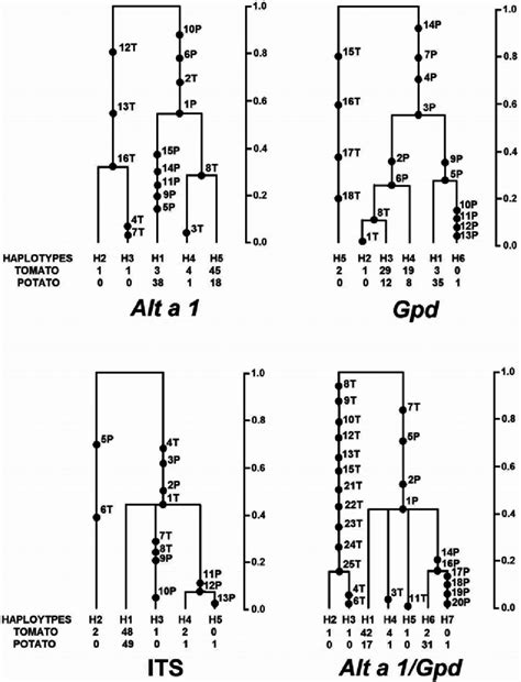 Coalescent With Gene Conversion Jrrjs