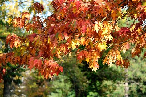 紅葉 葉っぱ オーク Pixabayの無料写真 Pixabay