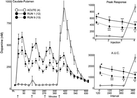 An Escalating Dosemultiple High Dose Binge Pattern Of Amphetamine