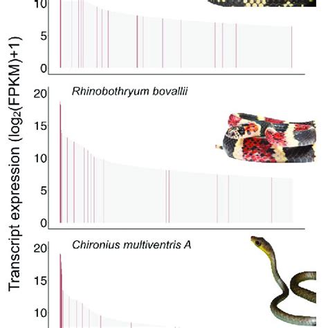 Toxin Expression From The Venom Gland Transcriptome Of Four Species Of