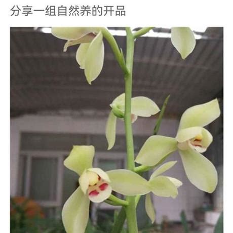 秋榜茶城榜荷仔苗带花苞 兰花交易网