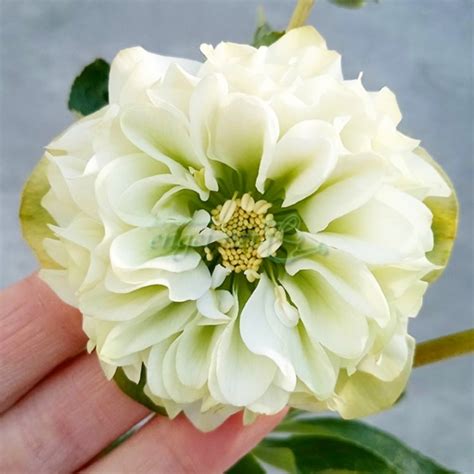 園芸ネット On Twitter Rt Engeinet 【大好評】 葉もお花も楽しめる、松村ナーセリーさんのクリスマスローズ。個性的