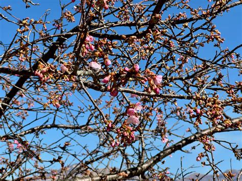 河津桜の開花 13703600のブログ
