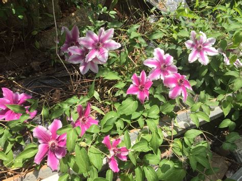 꽃으아리 클레마티스 학 명 Clematis florida 미나리아재비과 원산지 중국 꽃말 마음의 아름다움 다년생