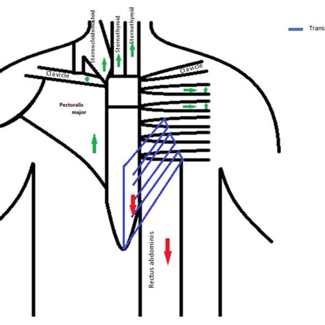 Anatomical Forces Acting On The Manubriosternal Joint Download Scientific Diagram