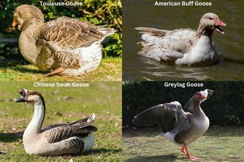 Are Geese Aggressive A Look Into The Surprisingly Hostile World Of