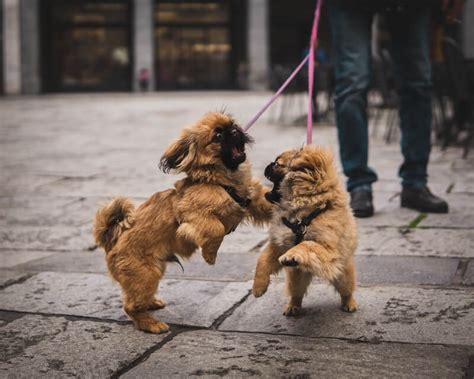How To Take Care Of A Puppy • Lemonade Insurance