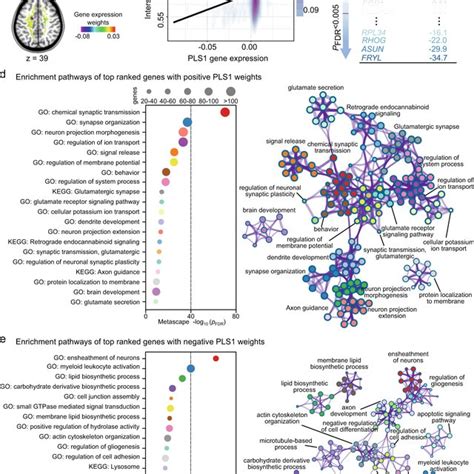 Cell Type Specificity Of Intersubject Variability Of White Matter Download Scientific Diagram