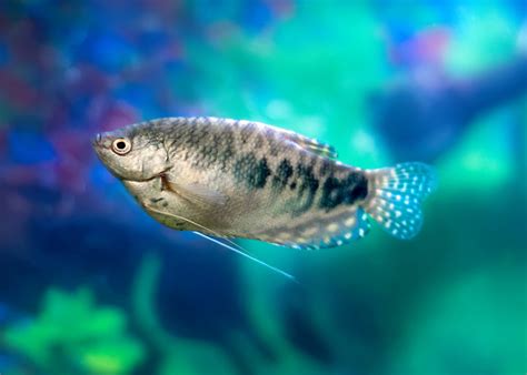 Gourami Assorted Aquarium Fish Coburg Aquarium Fish Shop Online