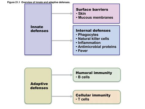 Adaptive Defenses Humoral Immunity