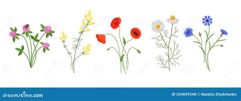 Set Of Meadow Flowers Stock Vector Illustration Of Leaf 254849248