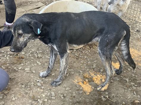 Sicco Tierschutz Team