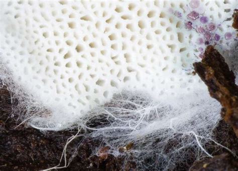 Piloderma 生命大百科