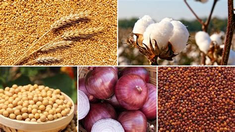 Agrowon Podcast कांद्याचा बाजारभाव टिकून कापूस सोयाबीन कांदा तसेच