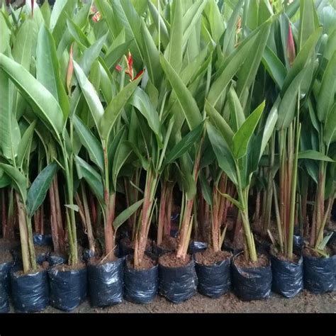 Jual TERMURAH TANAMAN HIAS HELICONIA BUNGA MERAH PISANG HELICONIA