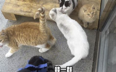 早起喂猫猫啦～ 五月麻麻的小可爱们 五月麻麻的小可爱们 哔哩哔哩视频