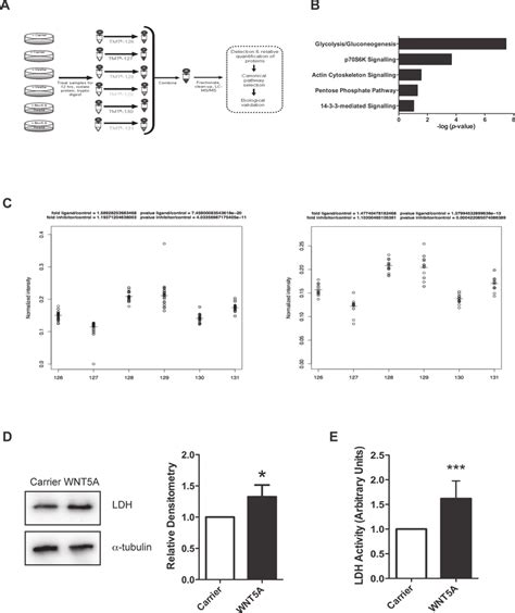 Proteomics Analysis Of Wnt5a Signalling In A2058 Melanoma Cells Reveals