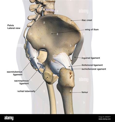 Lateral View Of Male Pelvis Hip Leg Bones And Ligaments On White