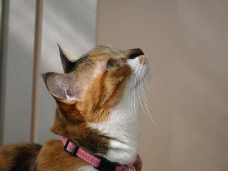 3ページ目 猫の写真素材写真素材なら写真AC無料フリーダウンロードOK