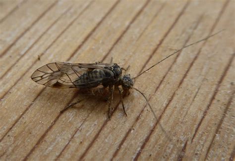 Psococerastis Gibbosa Naturespot