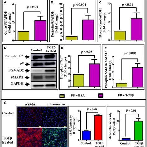 TGFβ treatment activates cardiac fibroblasts TGFβ treatment