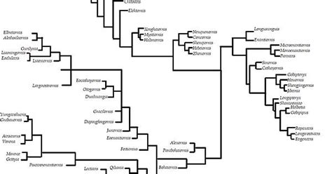Enantiornithes Phylogenetic Tree Album On Imgur