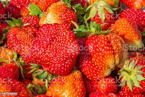 딸기 배경 또는 신선한 익은 완벽한 딸기 질감 배경으로 신선한 딸기 빨간 열매가있는 자연 식품 배경 여름에 식품 시장에서 딸기 판매 0명에 대한 스톡 사진 및 기타 이미지