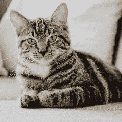 Opencv Geeksforgeeks