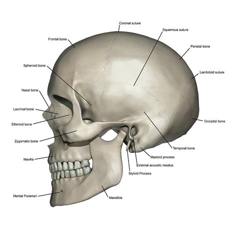 Pin By Tyrne On Skull Skull Anatomy Human Skull Anatomy Human Skull
