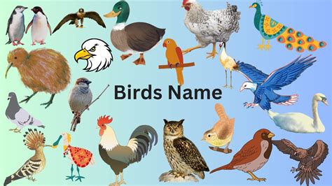 English Vocabulary 100 Birds Name With Picture Youtube