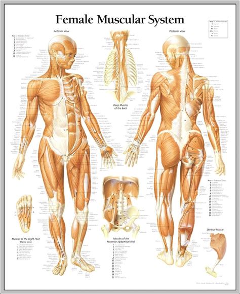 Female Muscle Anatomy Diagram Anatomy System Human Body Anatomy