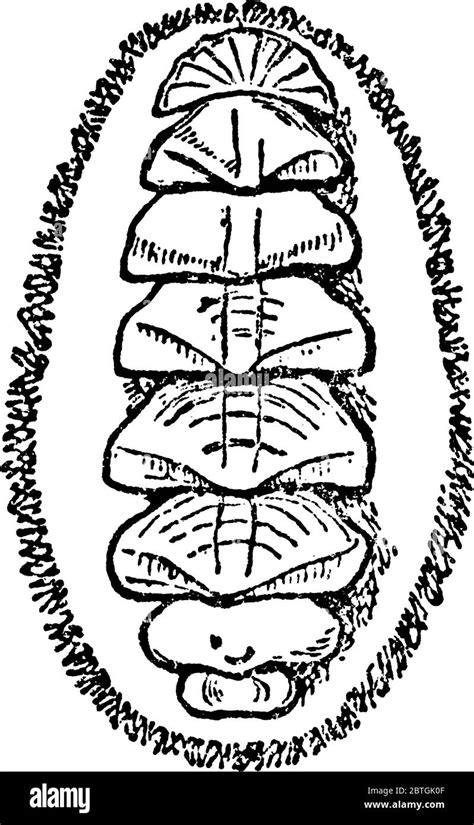 A Dorsal View Of A Chiton Showing The Eight Shell Plates That Have A