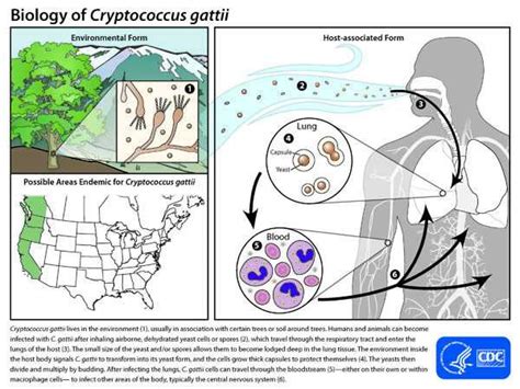 Sources Of C Gattii Fungal Disease Cdc