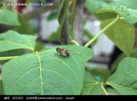 嫩叶与蜜蜂高清图片下载 红动中国