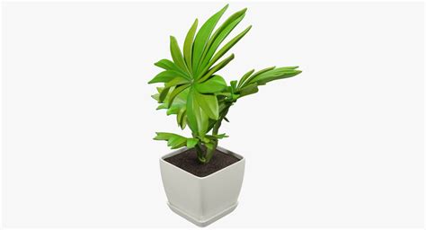 정사각형 냄비에 작은 손바닥 3d 모델 19 Max 3ds Fbx Obj Ma Free3d