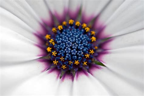 Up Close Photograph By Maria Dryfhout Fine Art America