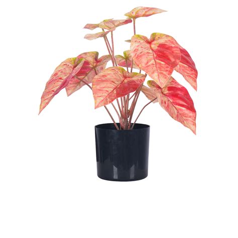 Planters Small Taro Pink With Black Pot 40 Cm