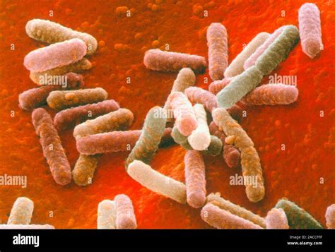 E Coli Bacteria Scanning Electron Micrograph Sem Of The Rod Shaped