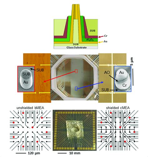 Multielectrode Array Devices Used For Electrical And Optical