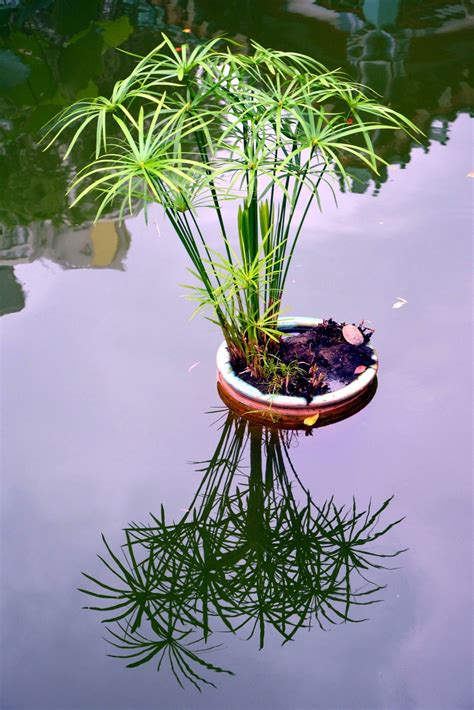 走到公园的水边你能发现哪些好看的植物