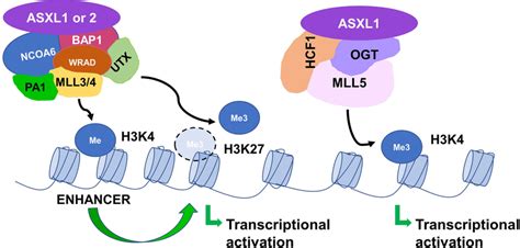 Asxl12 And Trithorax Gene Activation By Mll3mll4 Compass And Mll5