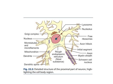 Functional Anatomy Of Nerve Cell Peripheral Nerve Classification Pptx