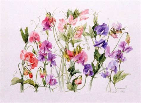 Душистый горошек выращивание посев как цветет