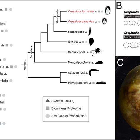 Crepidula Fornicata And Crepidula Atrasolea Are Complementary Model