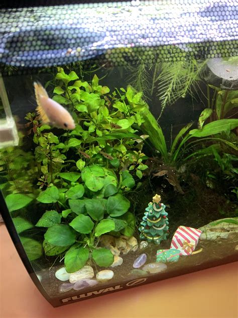 How To Tell The Age Of My Betta Rbettafish