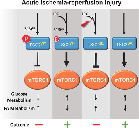 Mtorc1 Regulated Metabolism Controlled By Tsc2 Limits Cardiac